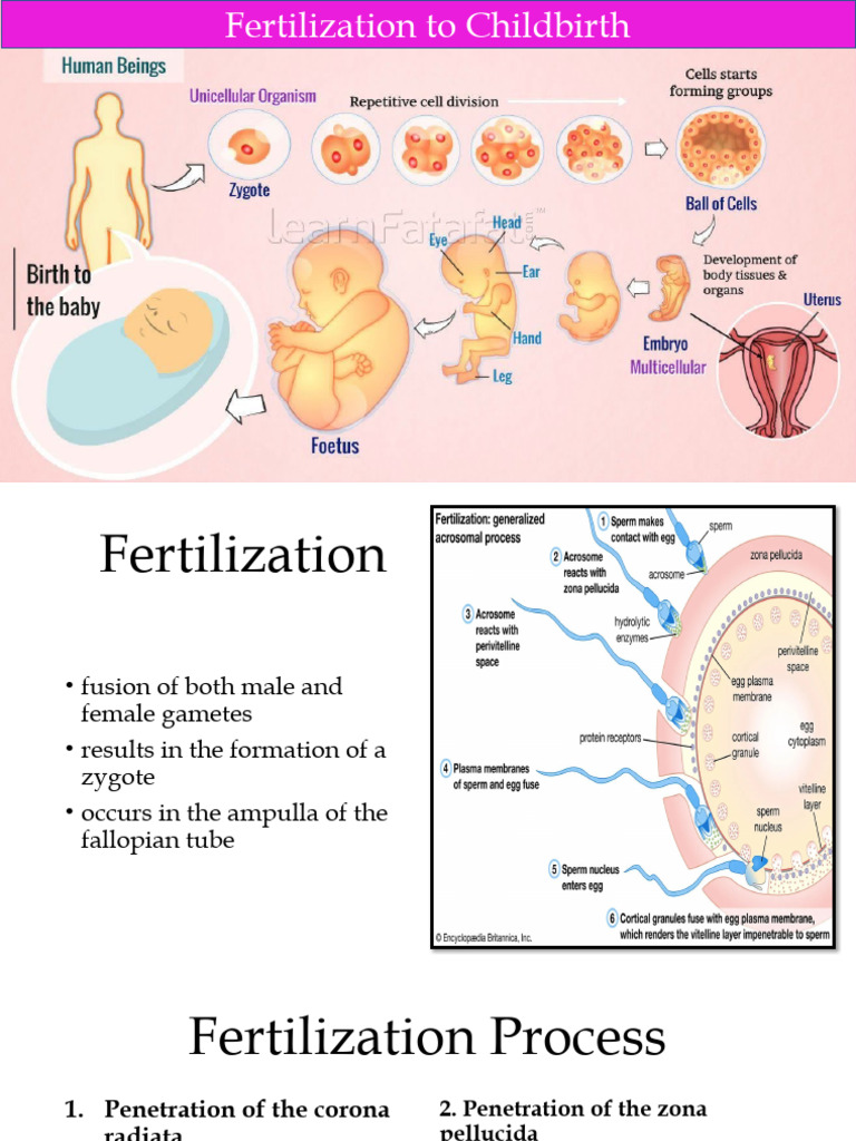 Fertilization To Childbirth | PDF | Biology | Anatomy