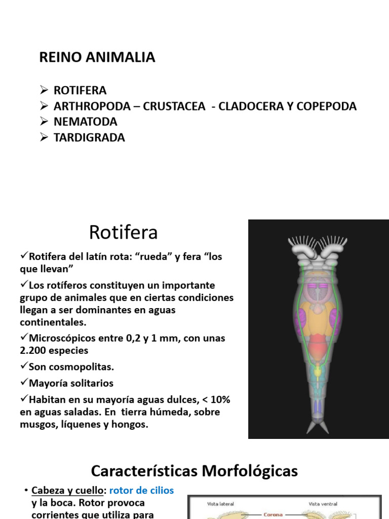 3 Rotifera | PDF | Phyla animal | Protostomas