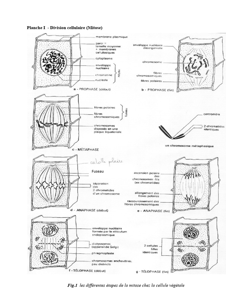 Mitose chez la cellule végétale | PDF | Mitose | Cellule (Biologie)