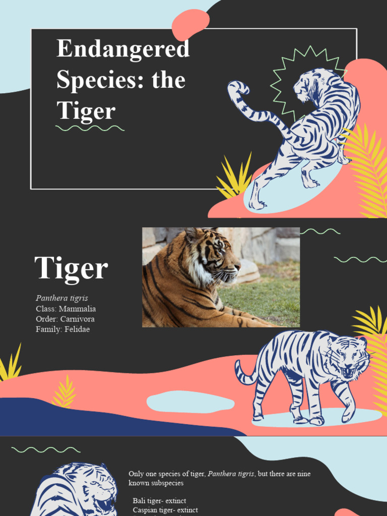 Tiger Presentation | Download Free PDF | Tiger | Poaching