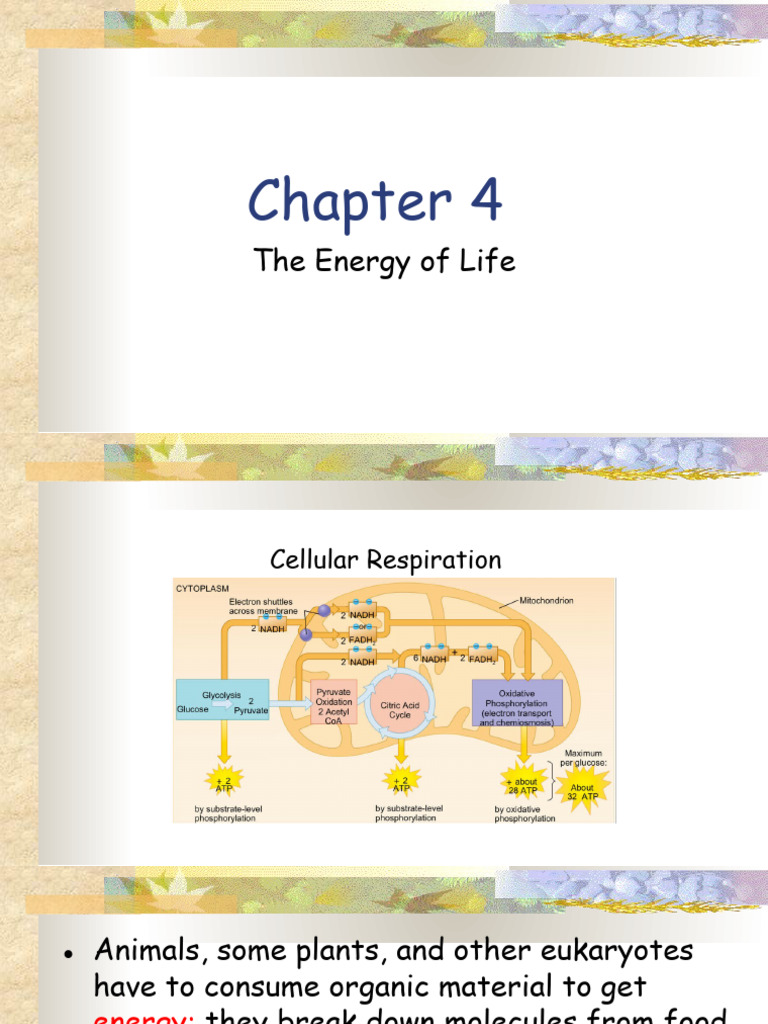 Cell Rep | PDF | Cellular Respiration | Adenosine Triphosphate