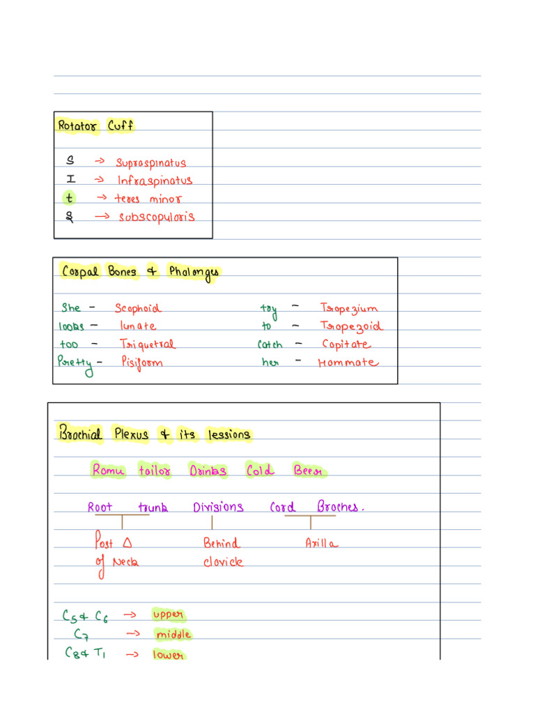 Anatomy Pnemonics | PDF