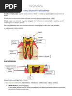 Anatomia Pulpar | PDF | Medicina CLINICA | Diente