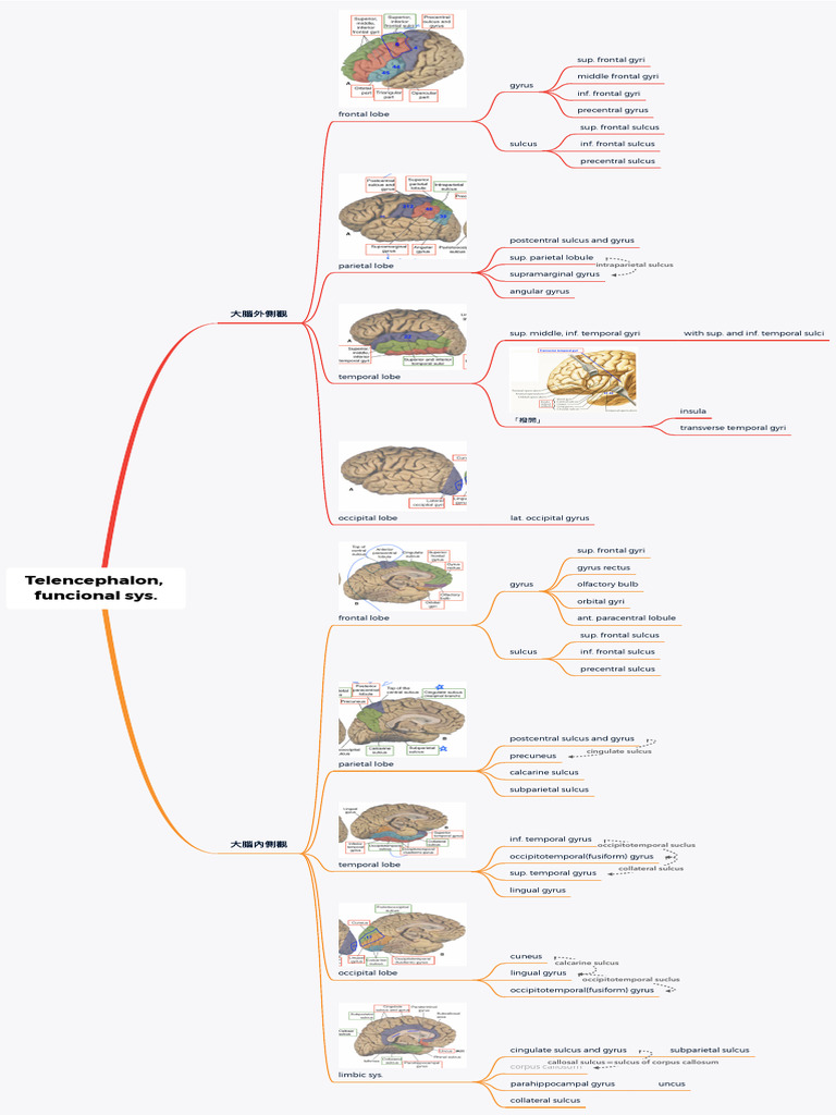 Telencephalon Anatomy and Functions | PDF | Frontal Lobe | Cerebrum