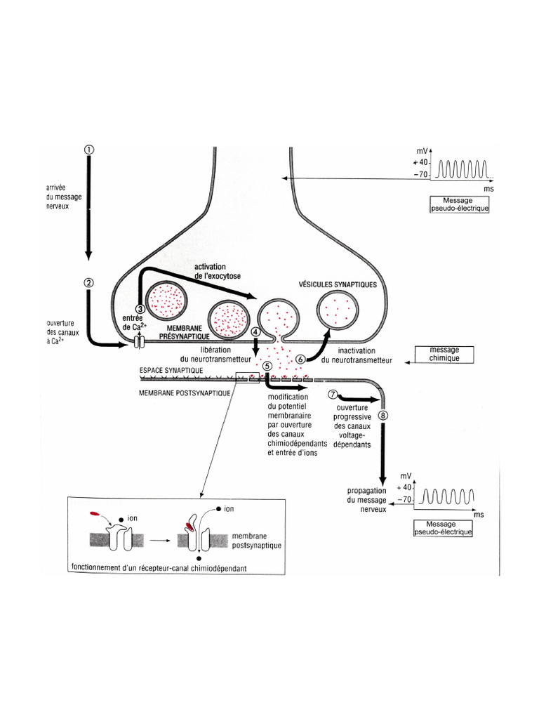 Schéma Synapse - Détails | PDF