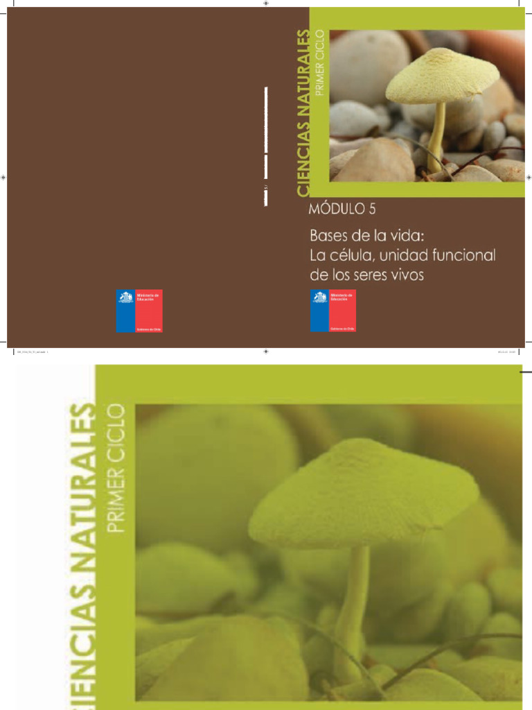 Celula Unidad Funcional De Los Seres Vivos Pdf Citoplasma