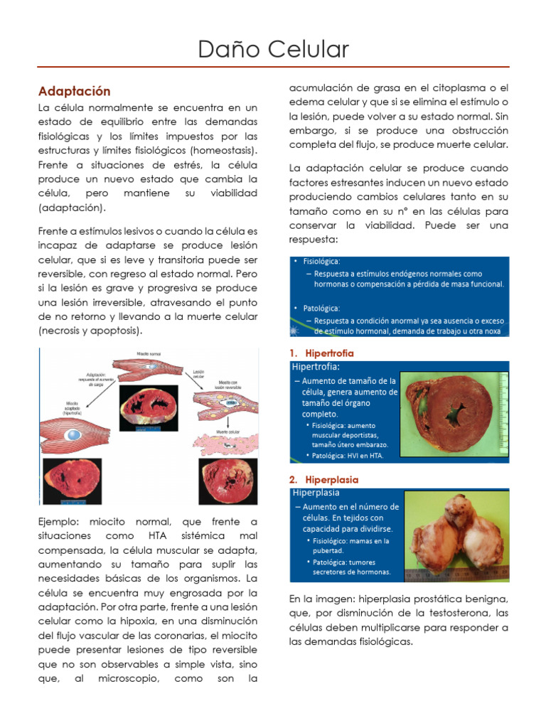 02 Daño Celular Pdf Apoptosis Inflamación