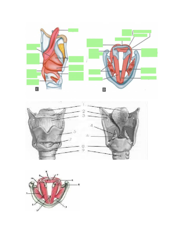 Musculos y Cartilagos de La Laringe | PDF