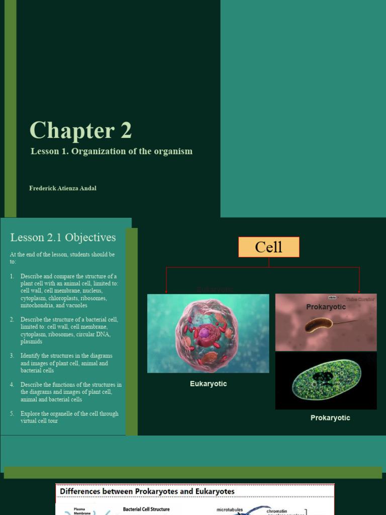 Chapter 2 Lesson 1 Cell Structure and Organization | PDF | Cell (Biology) | Cytoplasm