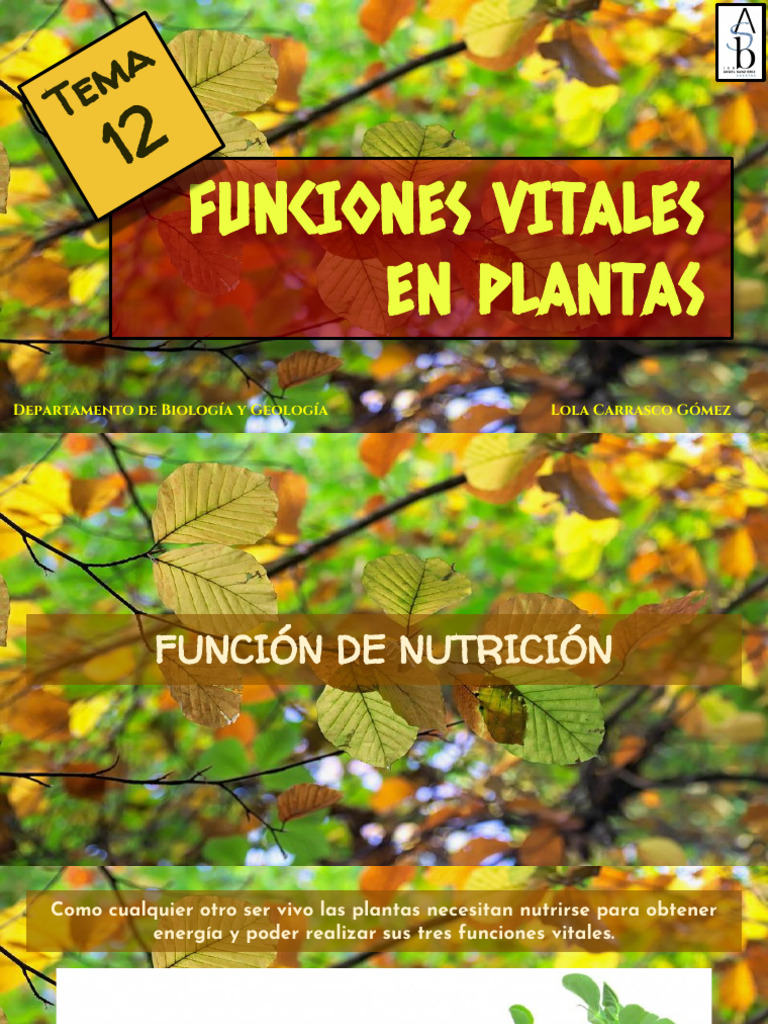 12 Funciones Vitales en Plantas | PDF | Hormona Vegetal | Fotosíntesis
