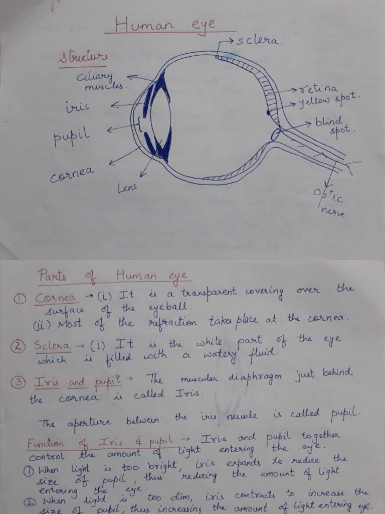 Human Eye | PDF