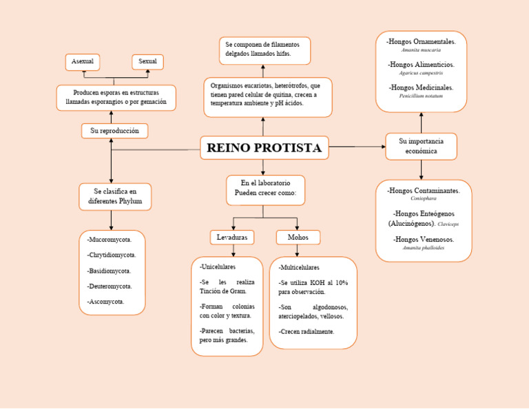 Mapa Conceptual Del Reino Protista 2 | PDF | Biología | Organismos