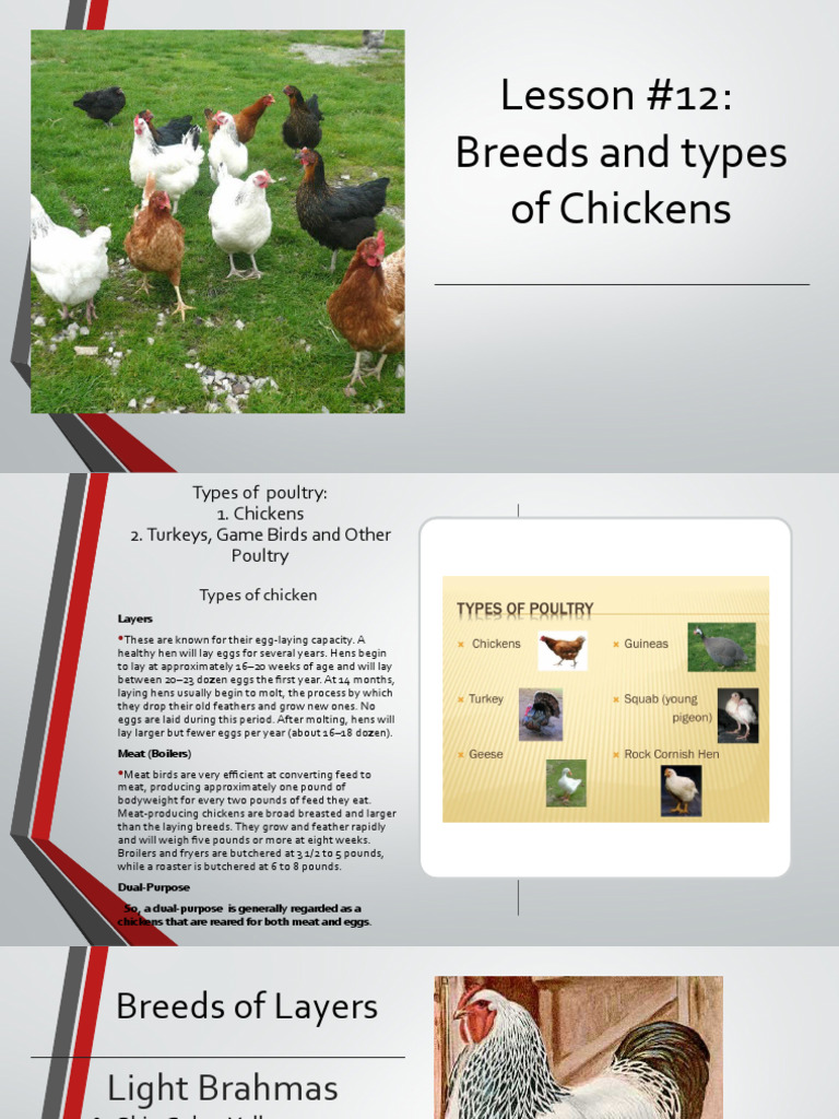 Breeds and Types of Poultry | Download Free PDF | Broiler | Chicken