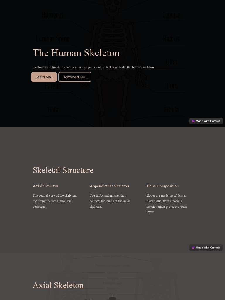 The Human Skeleton Presentation | PDF | Bone | Musculoskeletal System
