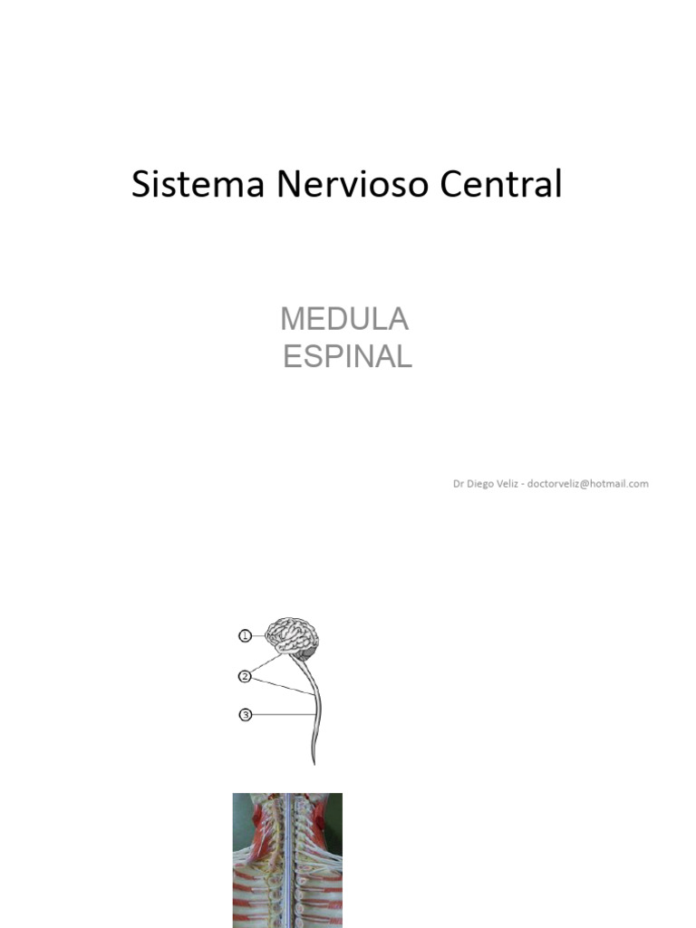 2°clase Medula espinal | PDF | Médula espinal | Sistema nervioso