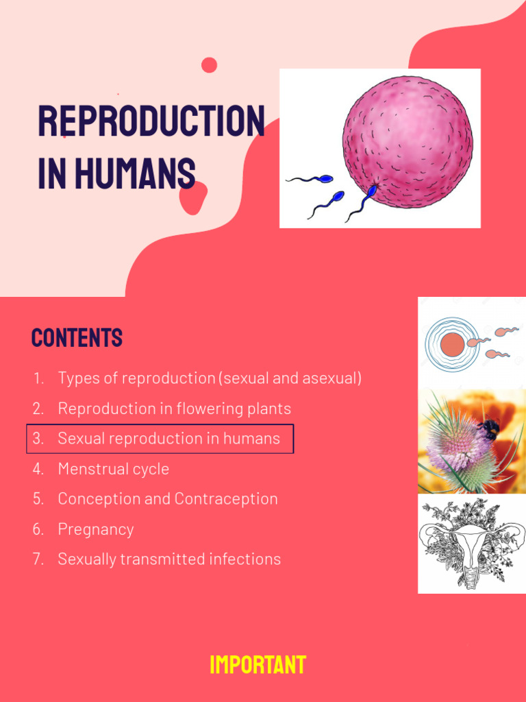 Reproduction Part3 HumanReproduction | Download Free PDF | Sexual Reproduction | Reproductive System