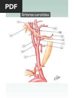 Anatomie du diaphragme stylien | PDF | Tête et cou chez l'humain ...