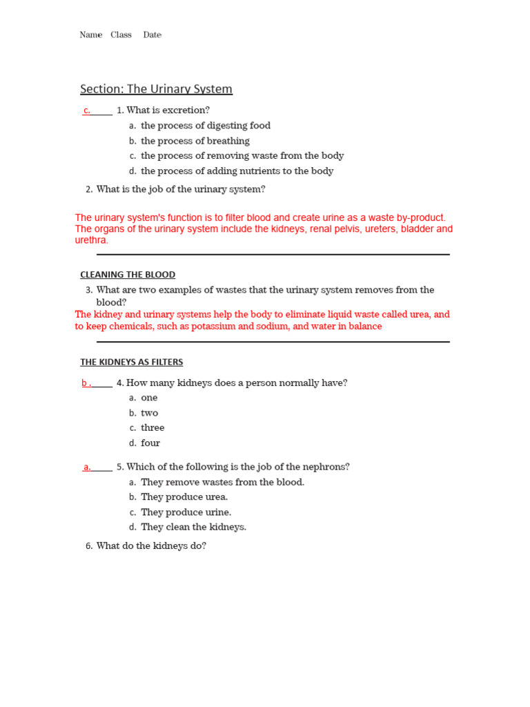 Overview of the Urinary System | PDF