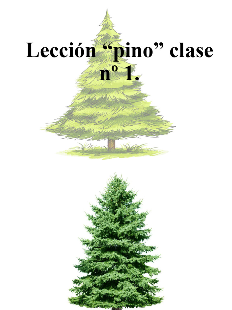 Lección Pino | PDF