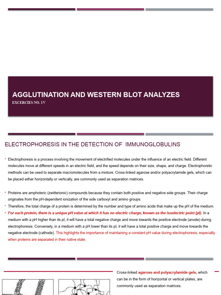 Agglutination and Western Blot Analyzes11 | Download Free PDF | Gel ...