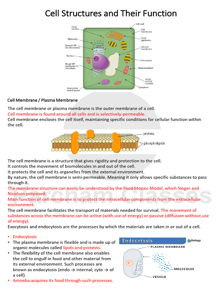 Cell Structure Pdf Cell Membrane Osmosis