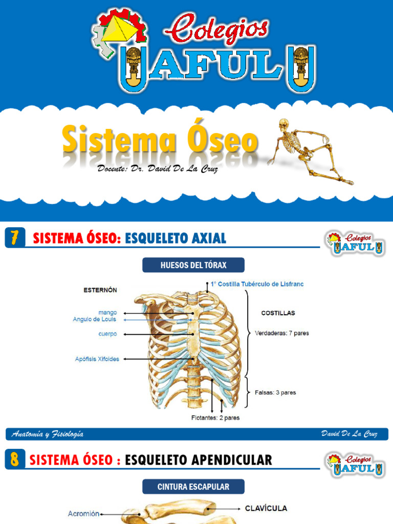 Sistema Óseo 2021 Aful | PDF