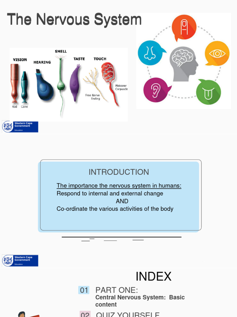 The Nervous System | PDF | Central Nervous System | Nervous System