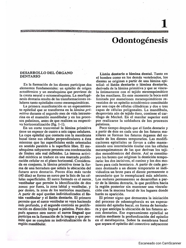 ODONTOGENESIS | PDF