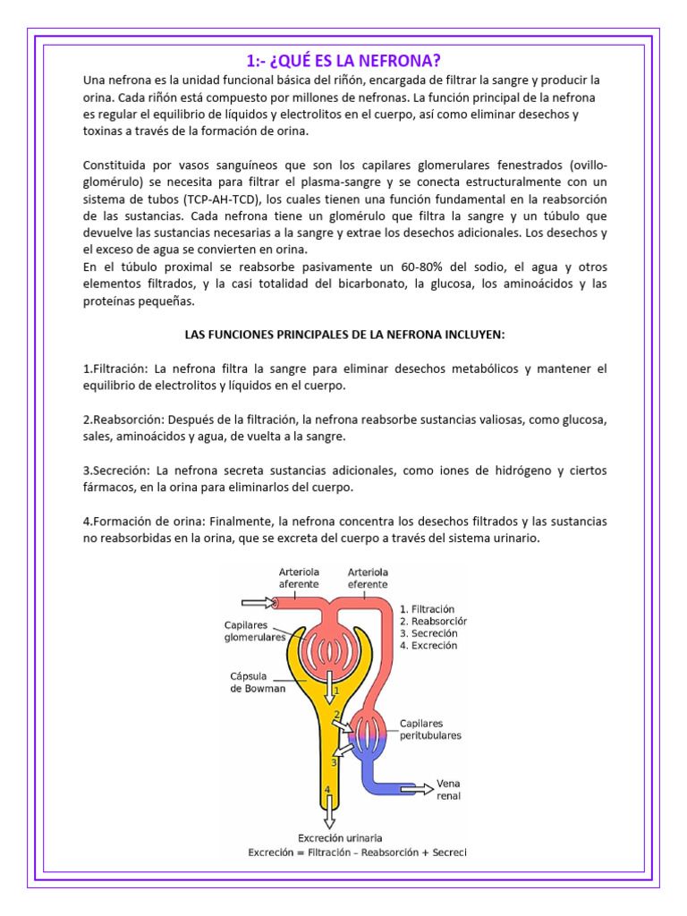 Funciones y Estructura de la Nefrona | PDF | Orina | Riñón