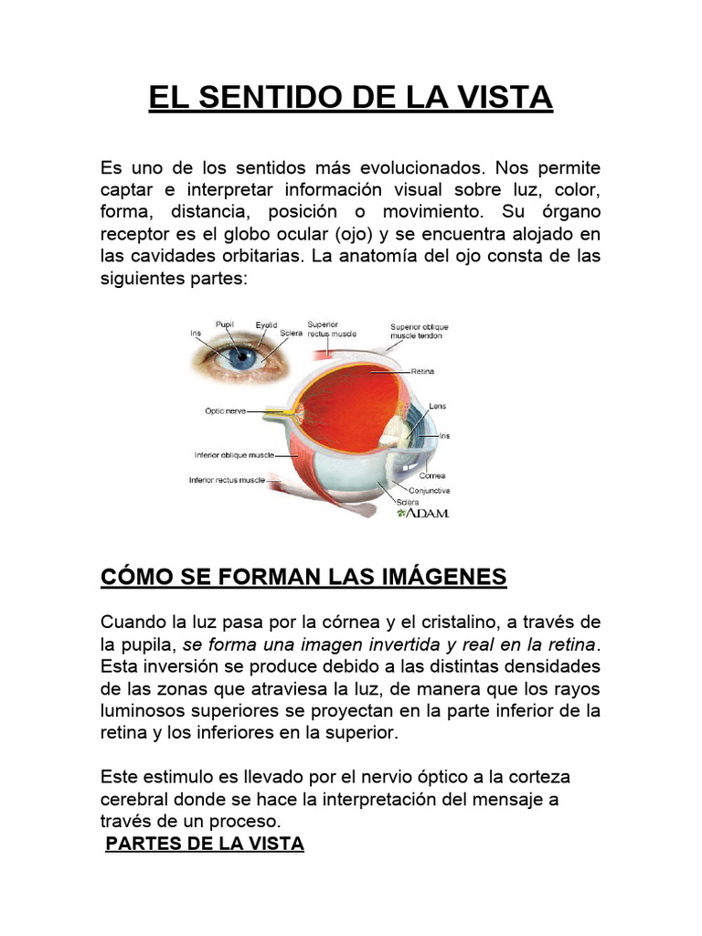 EL SENTIDO DE LA VISTA final imprimir | PDF | Ojo humano | Percepción ... EL SENTIDO DE LA VISTA final imprimir | PDF | Ojo humano | Percepción ...