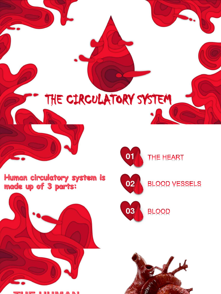Overview of the Human Circulatory System | PDF | Blood | Heart