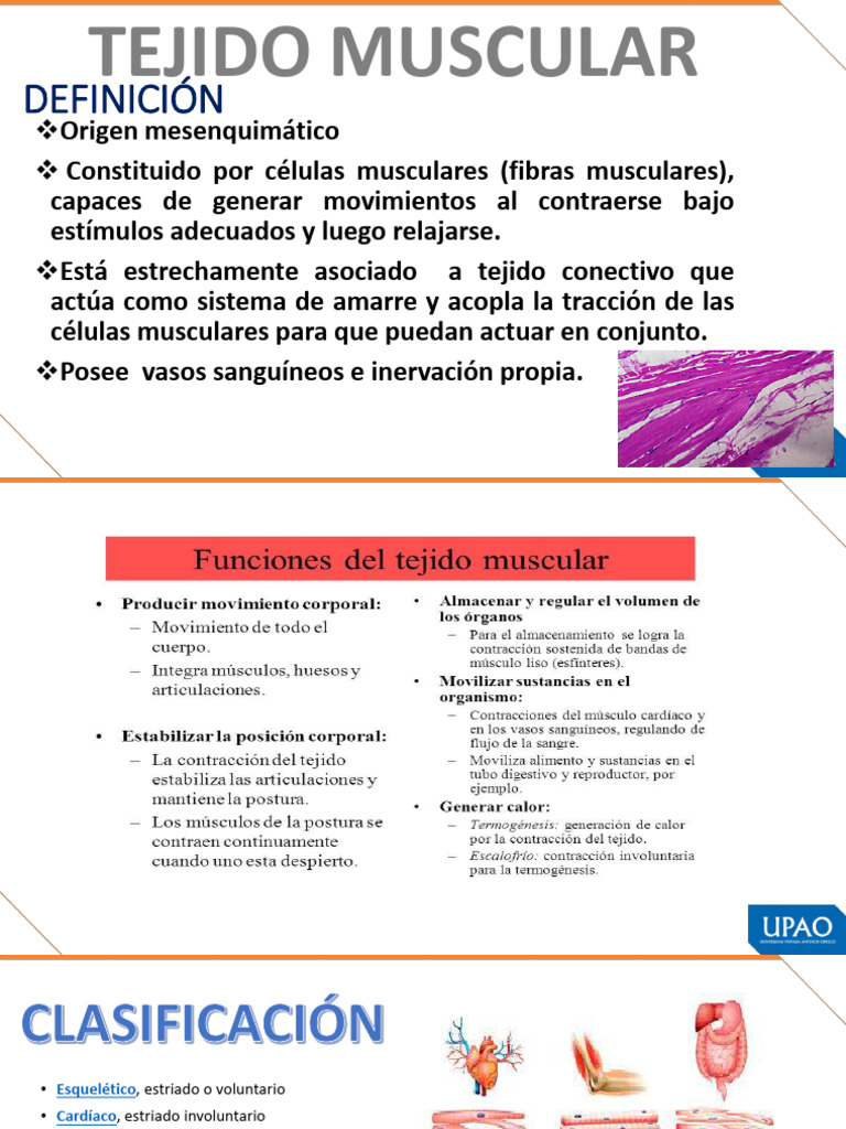 06 Tejido Muscular - GHGB | PDF | Músculo | Músculo esquelético