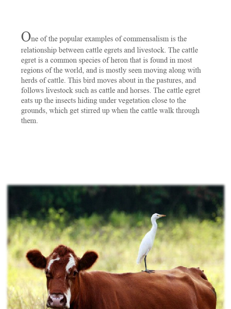Cattle Egrets and Livestock Commensalism | PDF