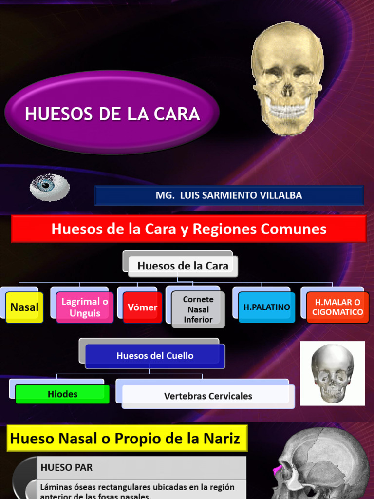 Fosas y Huesos de La Cara | PDF | Cabeza y cuello humanos | Anatomía humana