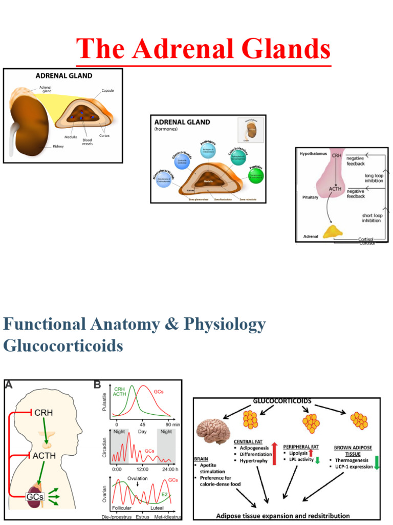 Adrenal Gland | PDF | Adrenal Gland | Adrenocorticotropic Hormone