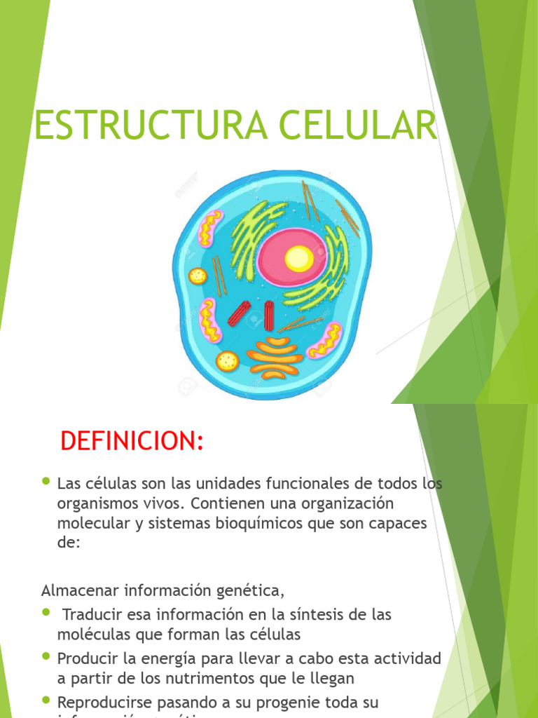 Estructura Celular Unidad 3 | PDF | Retículo endoplásmico | Membrana ...