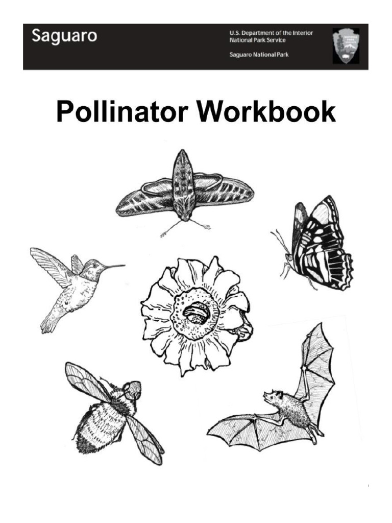 Pollinator Activity Booklet | PDF | Flowers | Pollination