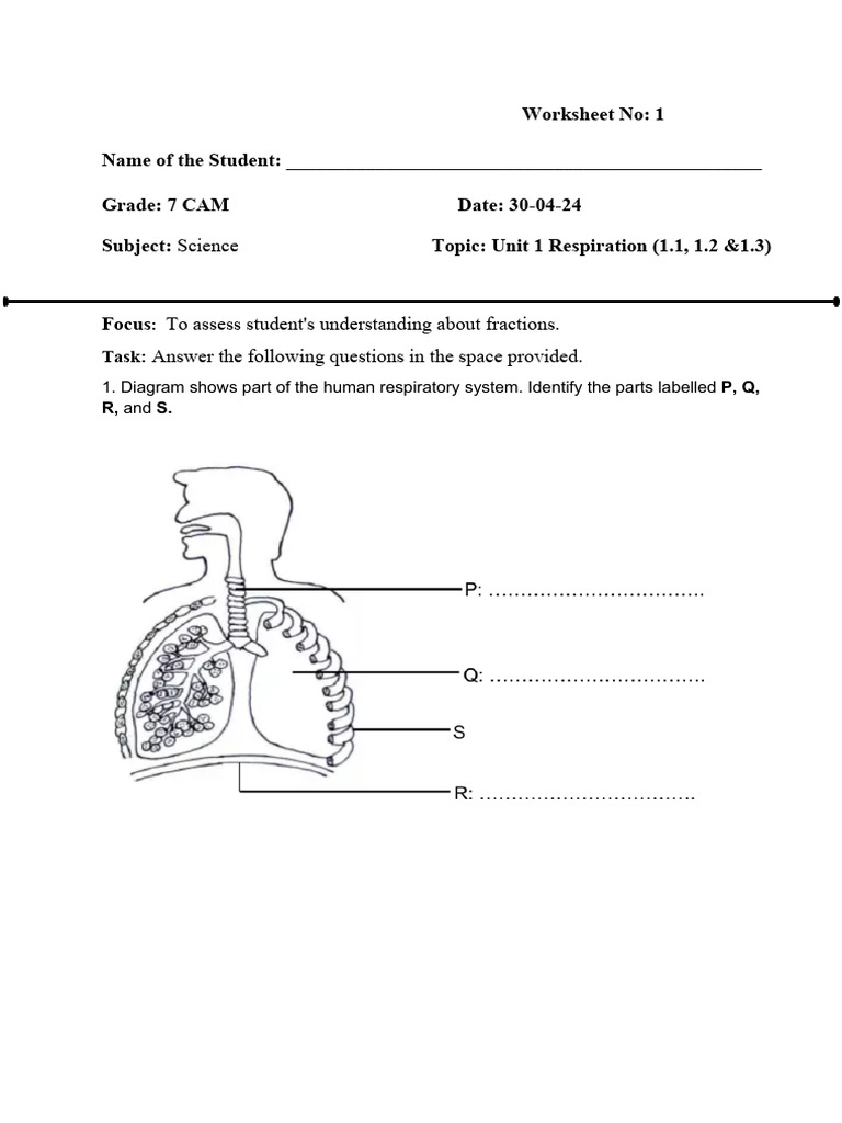 Grade 7 worksheet | PDF | Breathing | Respiratory System