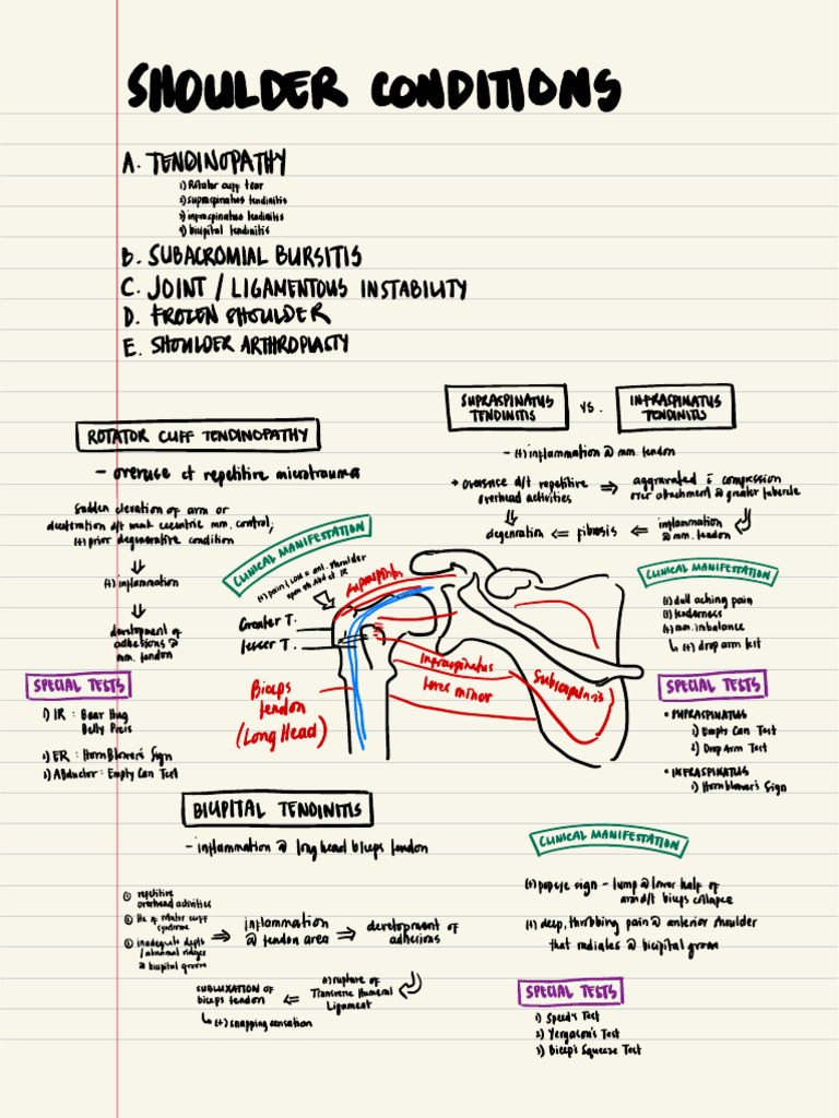 Shoulder Conditions Outline 2 | PDF | Shoulder | Human Anatomy