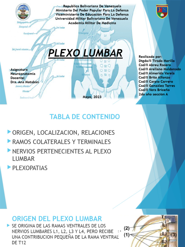 Anatomía del Plexo Lumbar y Nervios | PDF | Anatomía | Anatomía del ...