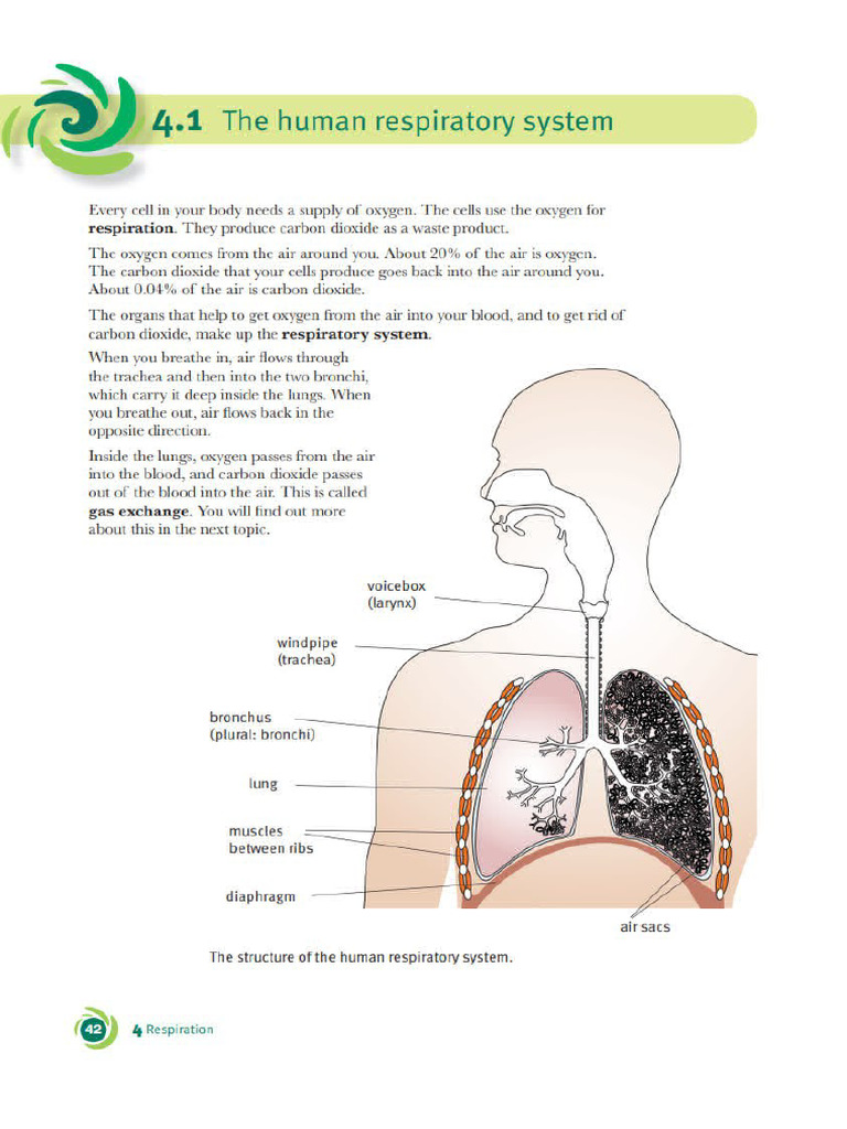 Biology - Respiration System (Year 8) | PDF