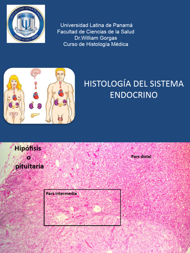 TEMA 18 Sistema Endocrino. Universidad Latina. 2024. | PDF | Glándula pituitaria | Anatomía