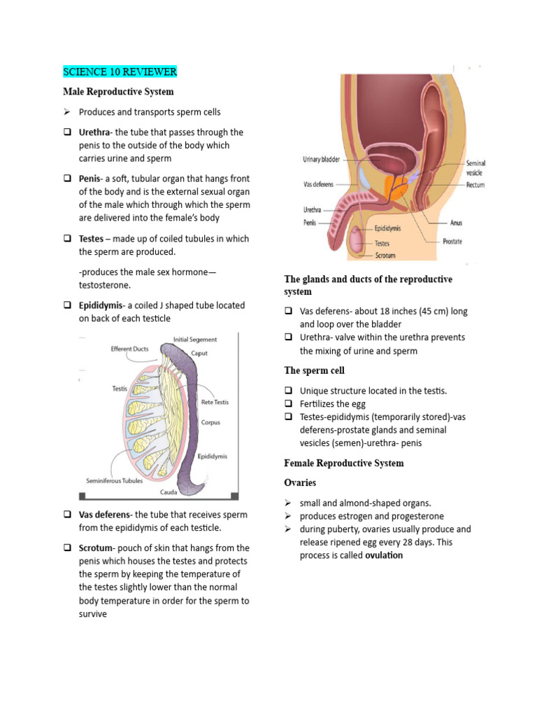 SCIENCE-10-REVIEWER-3RD | PDF | Luteinizing Hormone | Human Body