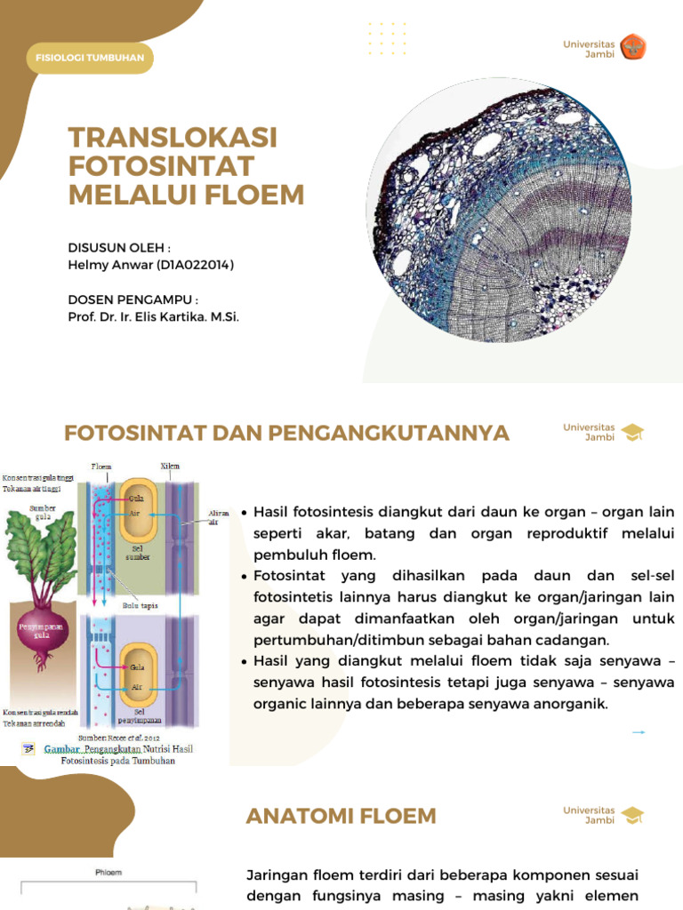 Translokasi Fotosintat Melalui Floem | PDF | Sains & Matematika