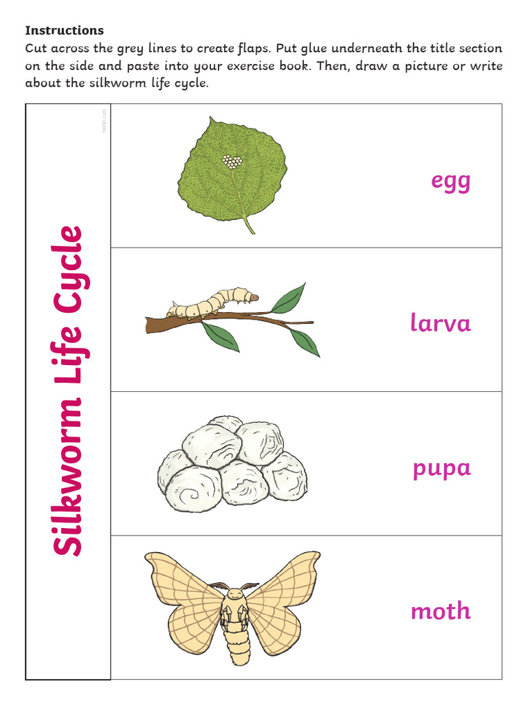 Silkworm Life Cycle Explained | PDF