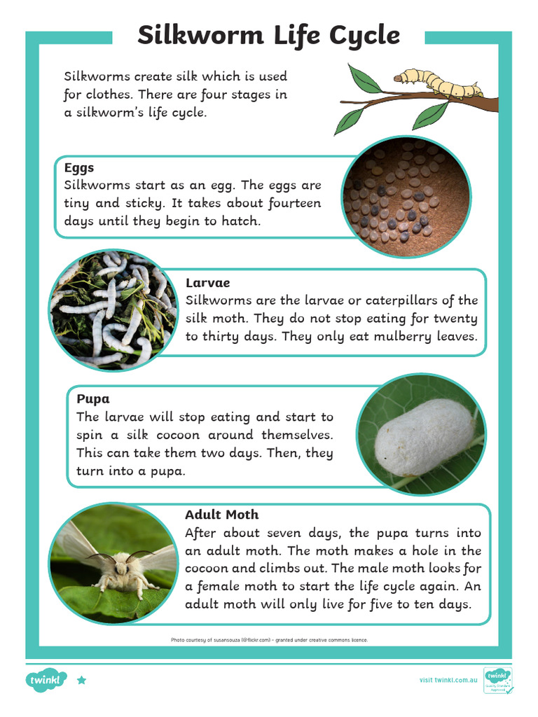 Silkworm Life Cycle Differentiated Reading Comprehension Activity | PDF ...