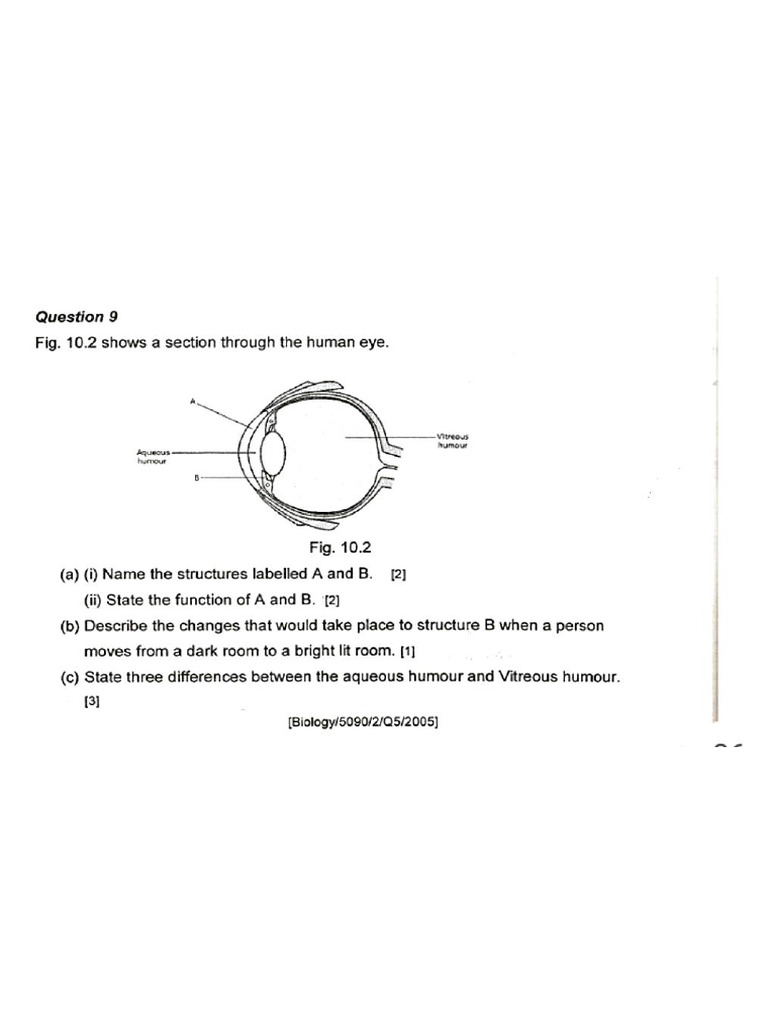 Eye Questions 2 | PDF