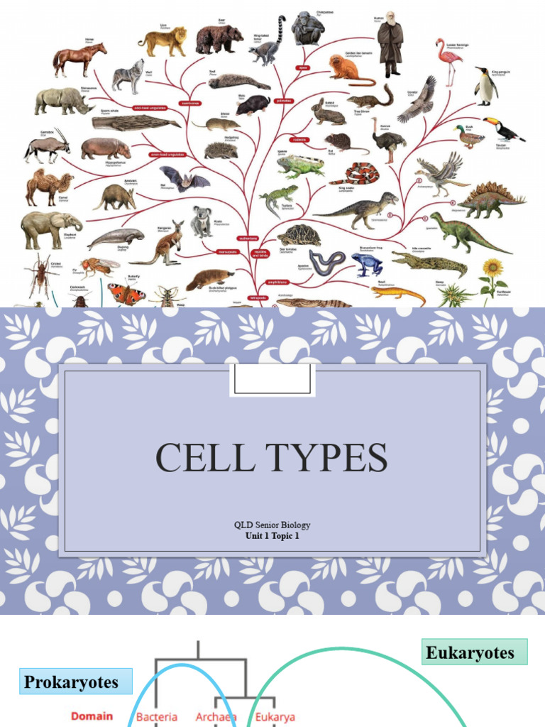 02 Cell types | PDF | Cell (Biology) | Eukaryotes