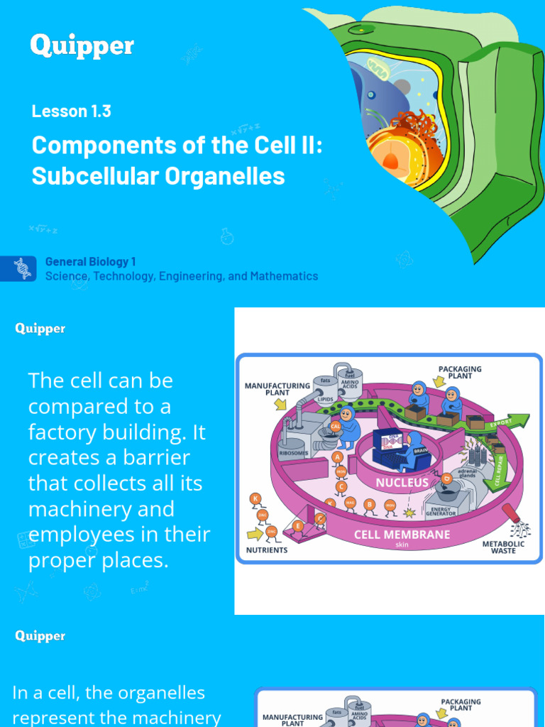 General Biology, Lesson 1.3 | PDF | Endoplasmic Reticulum | Cell Nucleus