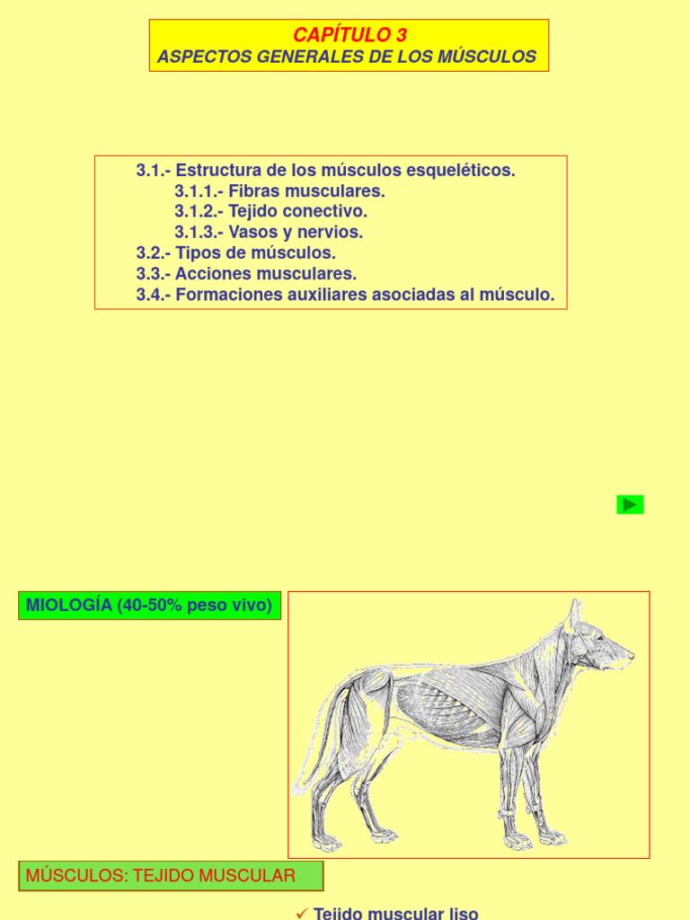 Capitulo 3 AP. Locomotor Perro | Descargar gratis PDF | Músculo | Anatomía